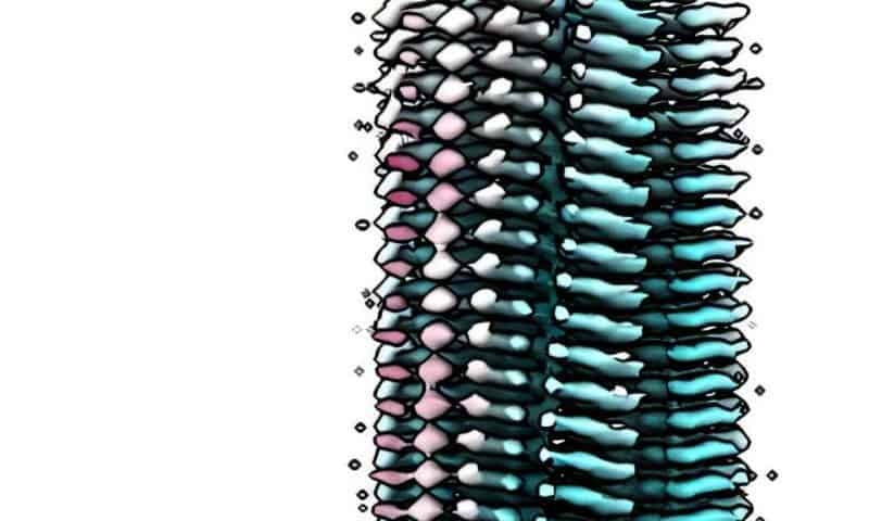 First synthetic ‘mini prion’ shows how protein misfolding multiplies ...