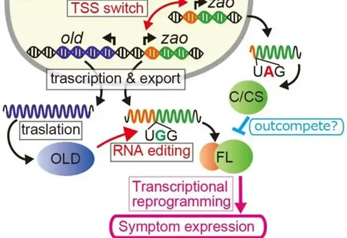 Modulation of antiviral response in fungi via RNA editing – Biotech Insider