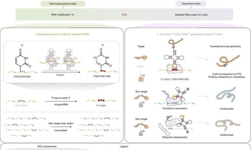 RNA codon expansion platform enables precise protein engineering in ...