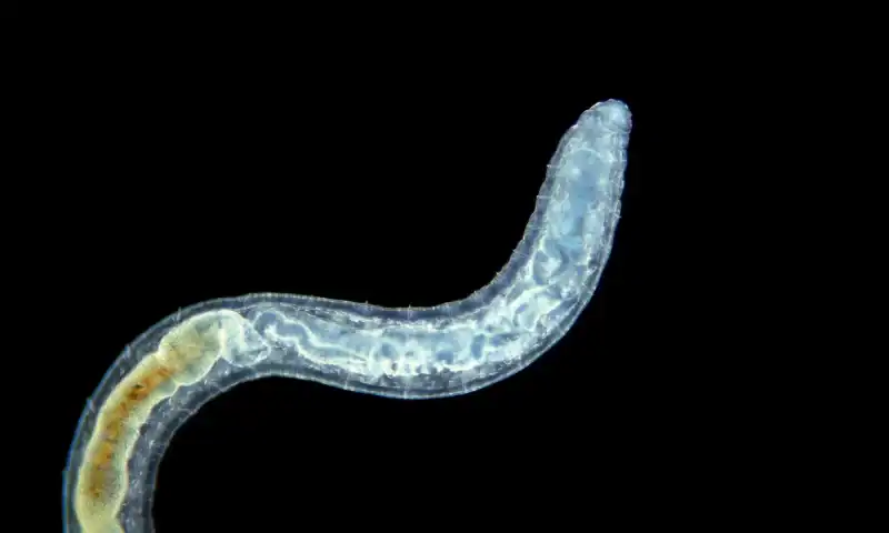 Scientists starved worms — then discovered the switch that controls ...