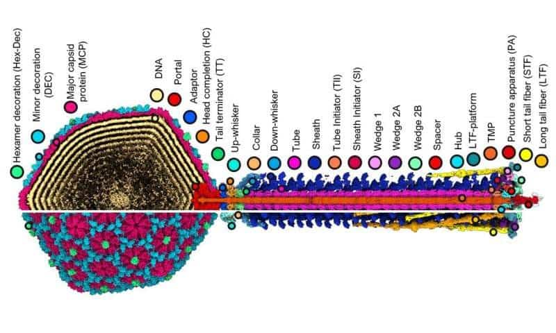Bacteriophage characterization provides platform for rational design ...