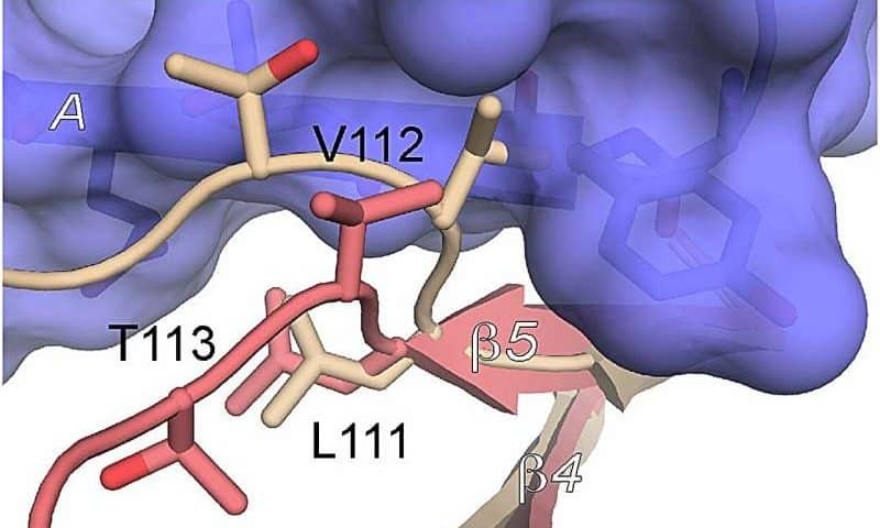 Newly discovered immune ‘traffic controller’ can be hijacked by ...
