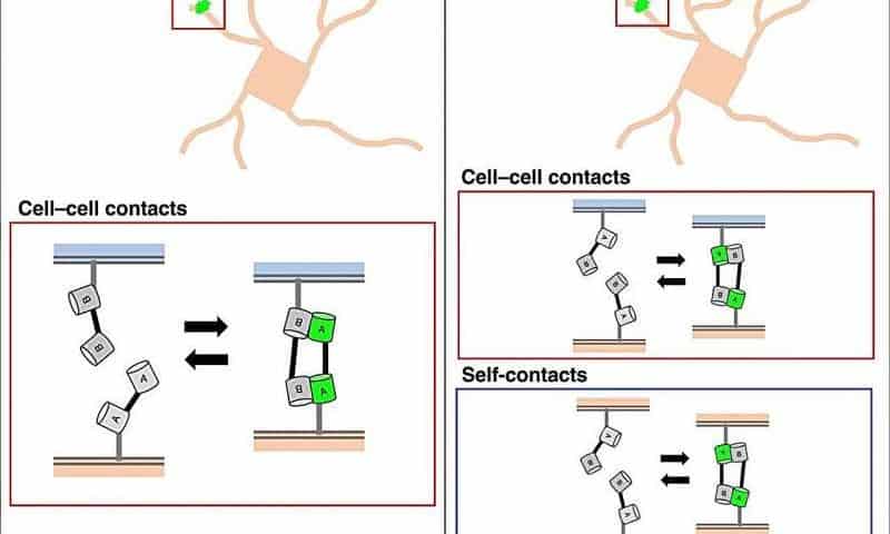 Real-time imaging captures contact between cells and between a single ...